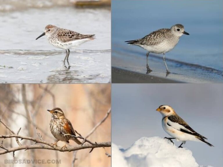 20 Different Types Of Bird Migration | Birds Advice