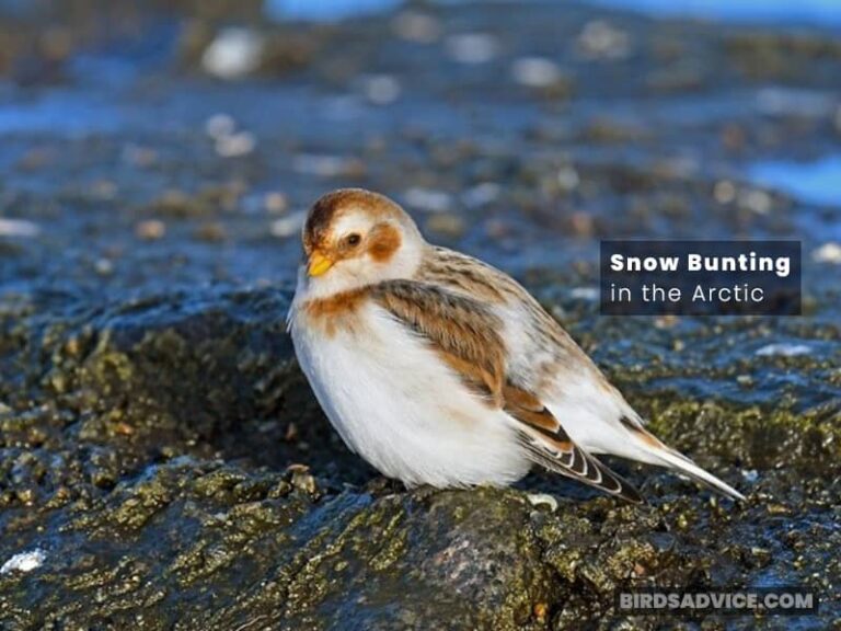 30 Birds That Live in the Arctic | North Pole Birds