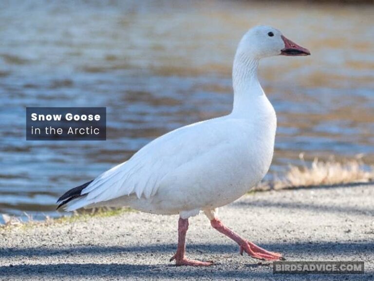 30 Birds That Live in the Arctic | North Pole Birds