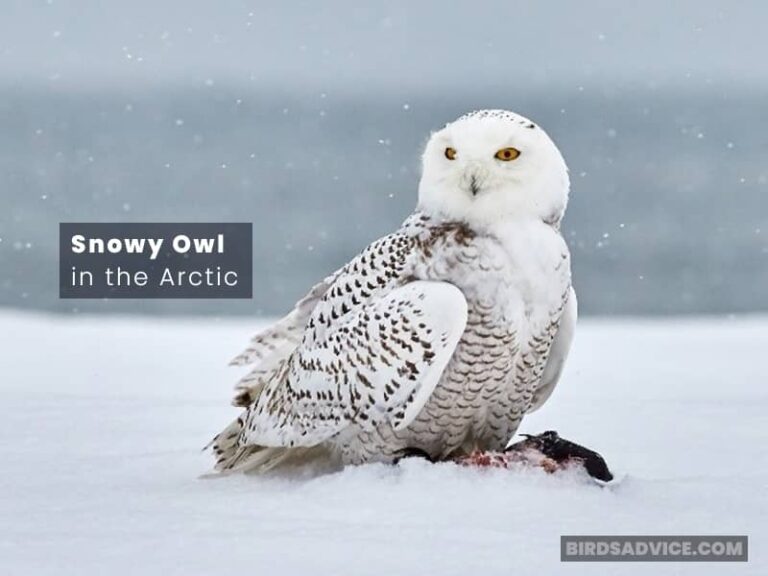 30 Birds That Live in the Arctic | North Pole Birds