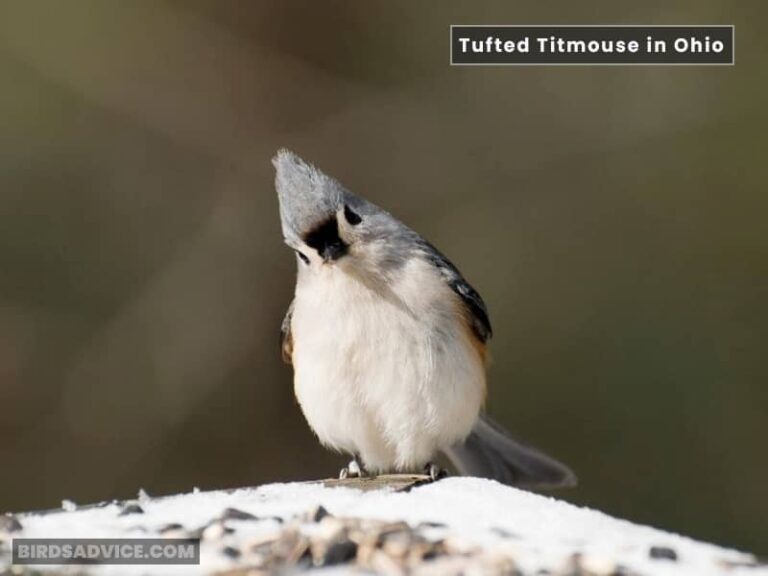 Feeding Winter Birds In Ohio | Birds Advice