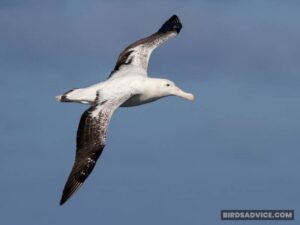 30 Birds That Live in Antarctica | South Pole Birds