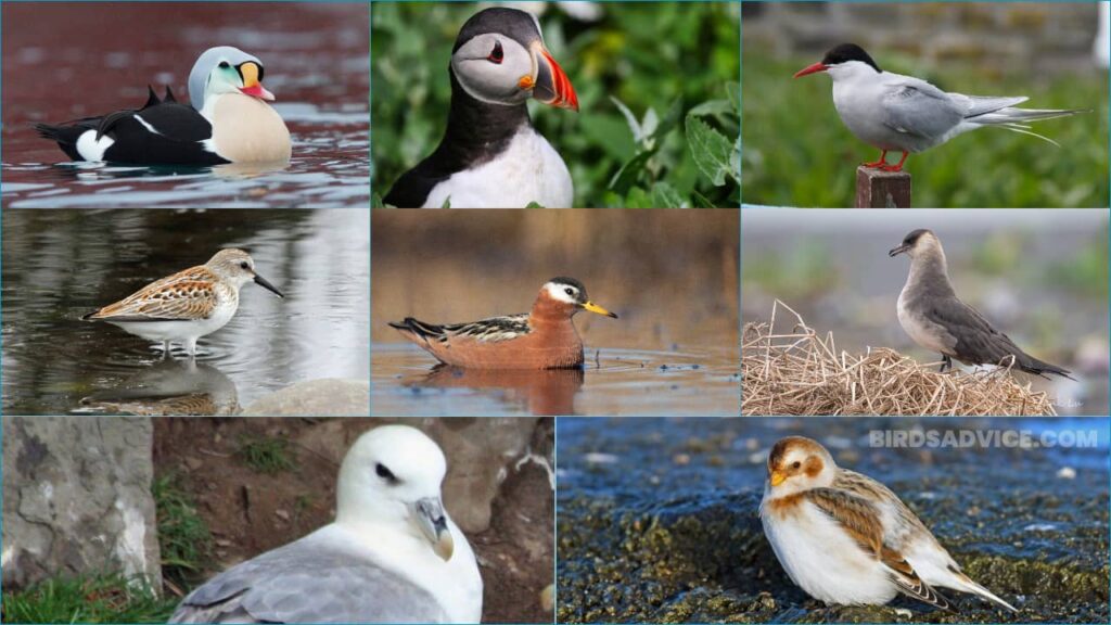 30 Birds That Live in the Arctic | North Pole Birds