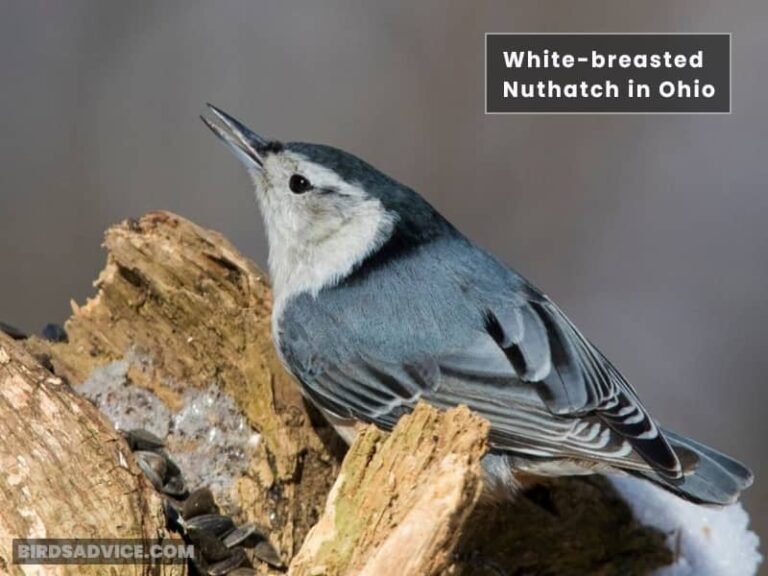 Feeding Winter Birds In Ohio | Birds Advice