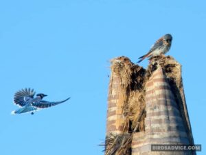 6 Ways Of Getting Rid Of Aggressive Blue Jays | Birds Advice