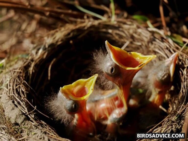 Do Birds Lay Eggs In Winter? 6 Late Egg Layers - Birds Advice
