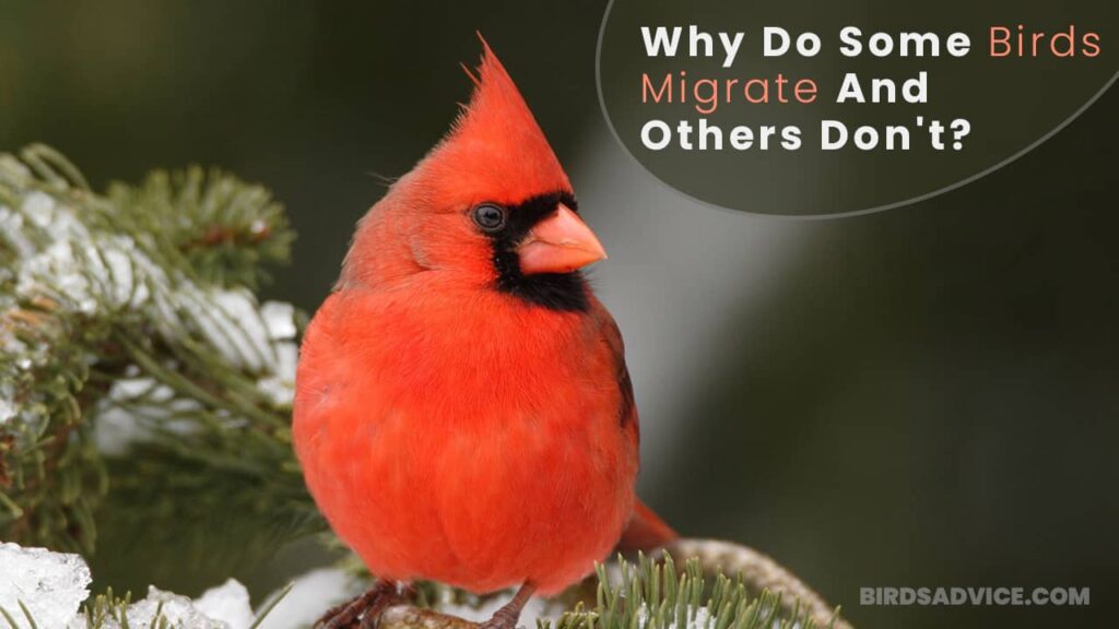 Why Do Some Birds Migrate And Others Don't? Birds Advice