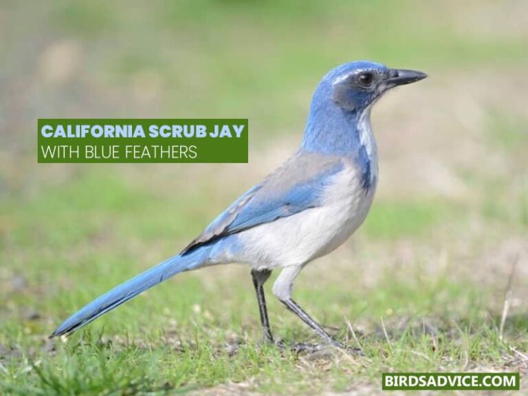 10 Birds With Blue Feathers | Birds Advice
