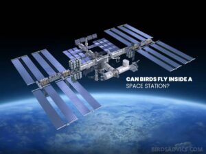Can Birds Fly in Space? Birds Advice