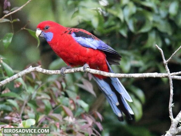 10 Birds With Red Feathers | Birds Advice