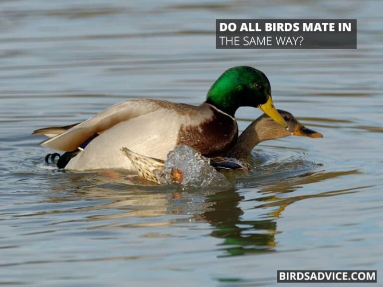 How Do Birds Have Sex? Mating In Birds | Birds Advice