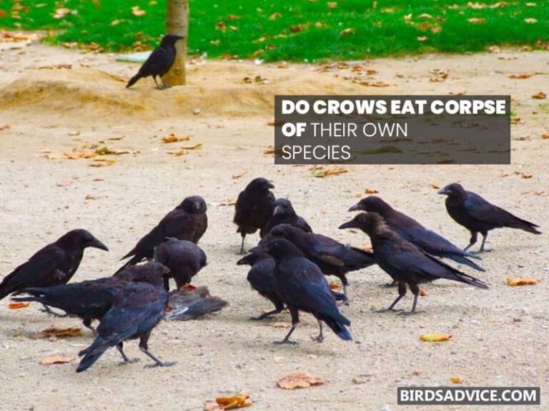 Why Do Crows Copulate With Corpses? Birds Advice