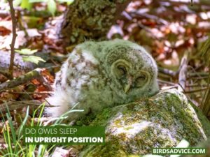 How Do Owls Sleep? Birds Advice