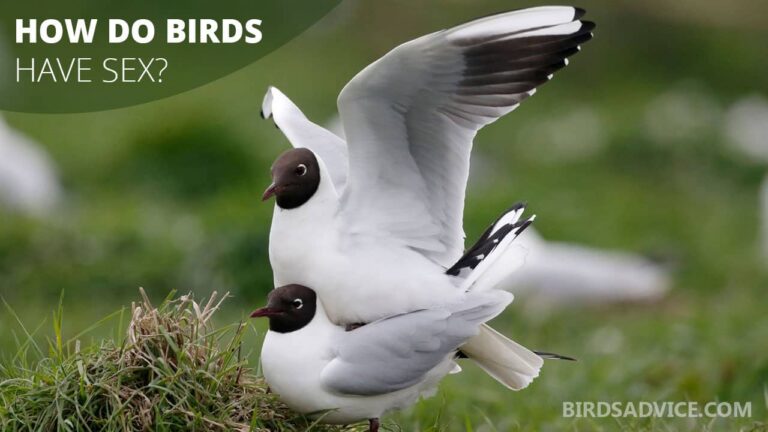 How Do Birds Have Sex? Mating In Birds | Birds Advice