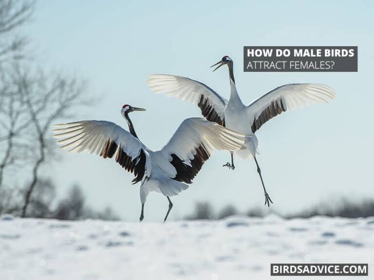 How Do Birds Have Sex? Mating In Birds | Birds Advice