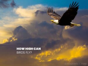 Can Birds Fly in Space? Birds Advice