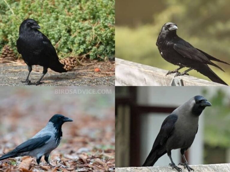 Why Do Crows Copulate With Corpses? Birds Advice