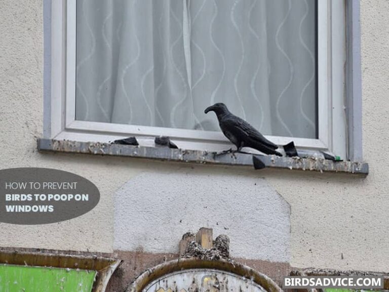 Best Bird Dropping Remover For Cars, Patio, Boat & More