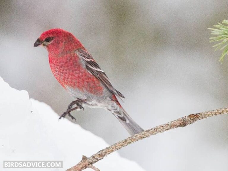 10 Birds With Red Feathers | Birds Advice
