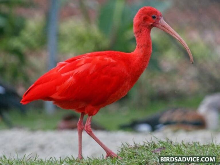 10 Birds With Red Feathers | Birds Advice