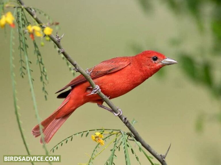 10 Birds With Red Feathers | Birds Advice
