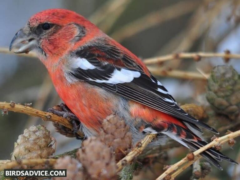 10 Birds With Red Feathers | Birds Advice