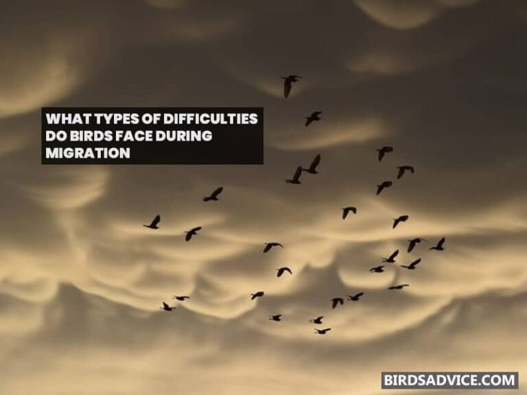 How Do Birds Know When And Where To Migrate?