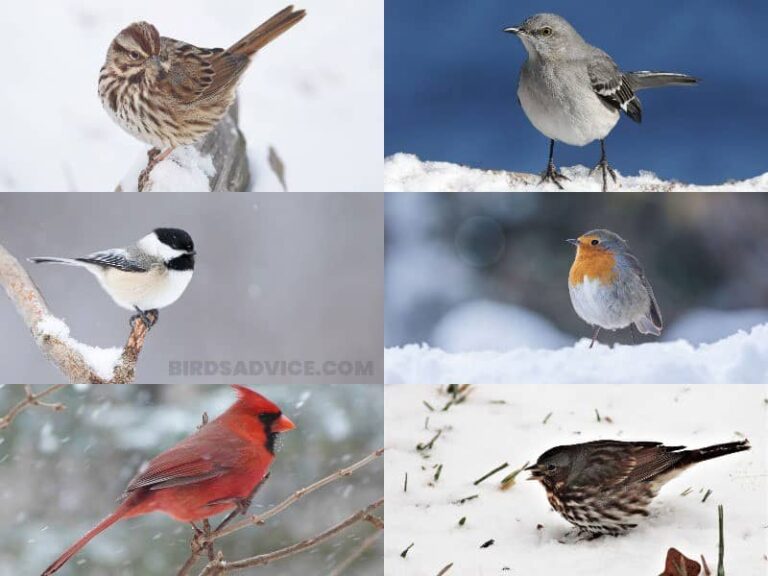 Do Birds Sing In Winter? Birds Advice
