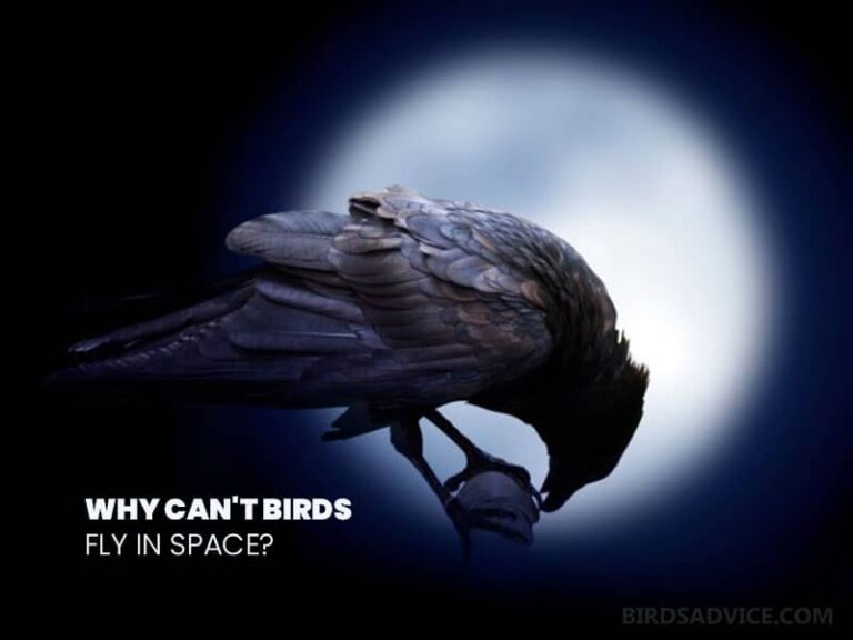 Can Birds Fly in Space? Birds Advice