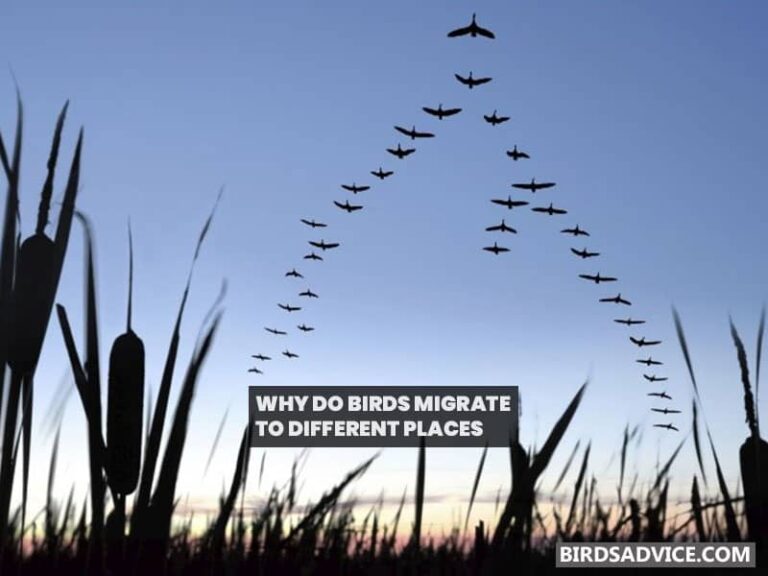 How Do Birds Know When And Where To Migrate?