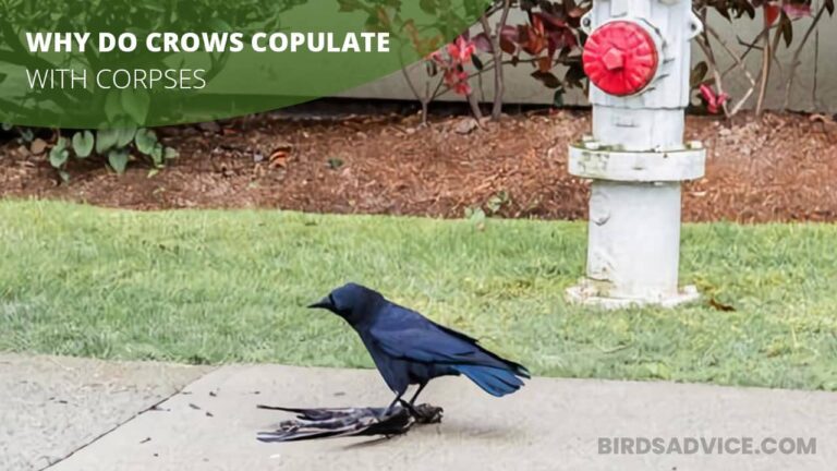 Why Do Crows Copulate With Corpses? Birds Advice