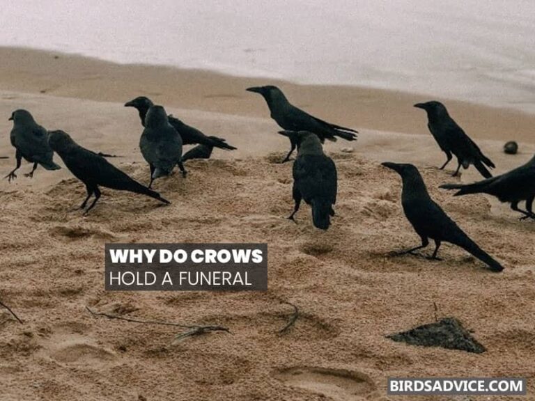 Why Do Crows Copulate With Corpses? Birds Advice