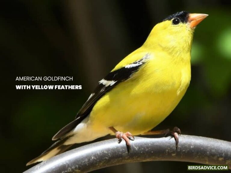 10 Birds With Yellow Feathers | Birds Advice