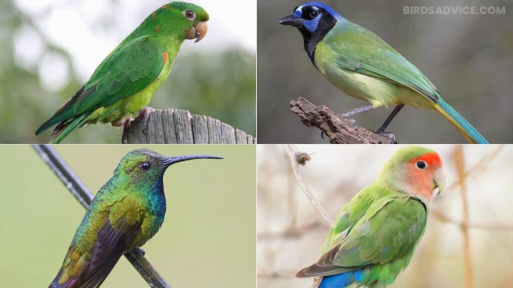 10 Birds With Green Feathers | Birds Advice