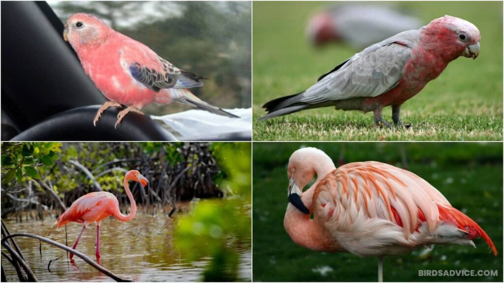 10 Birds With Pink Feathers | Birds Advice