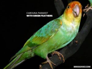 10 Birds With Green Feathers | Birds Advice