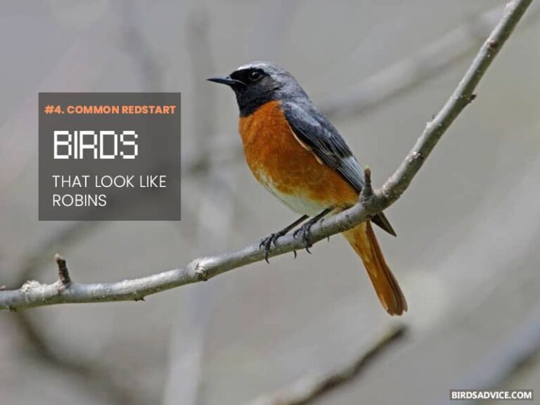 5 Birds That Look Like Robins | Birds Advice