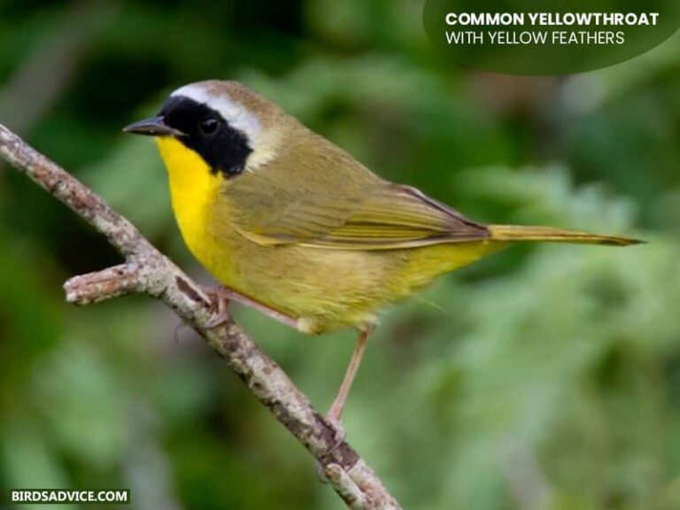 32 Yellow Birds in Michigan (Inc. Awesome Photos) - Birds Advice