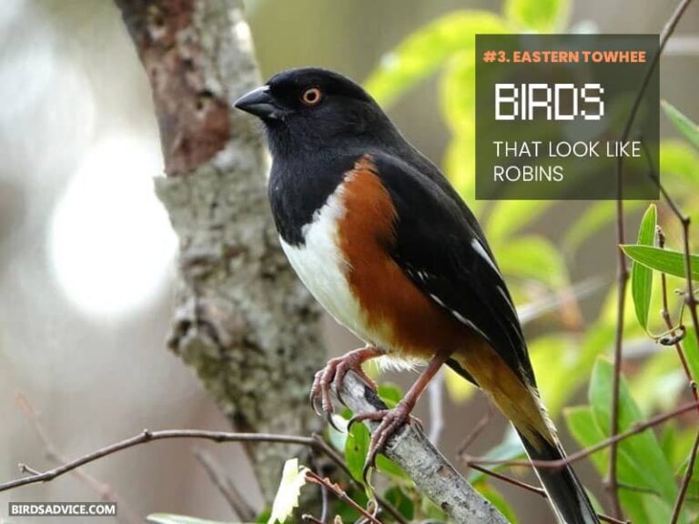 5 Birds That Look Like Robins | Birds Advice