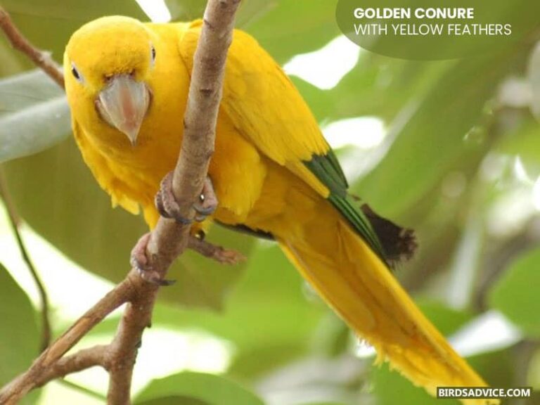 10 Birds With Yellow Feathers | Birds Advice