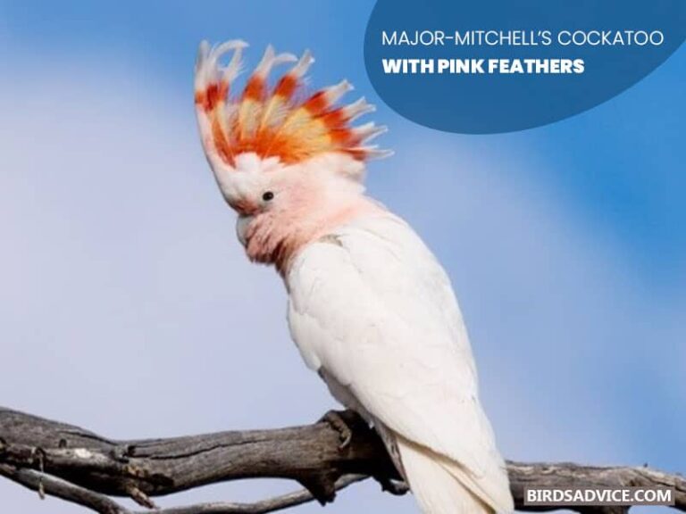 10 Birds With Pink Feathers | Birds Advice