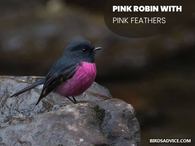 10 Birds With Pink Feathers | Birds Advice