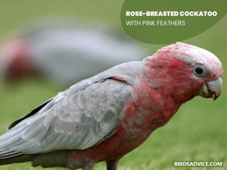 10 Birds With Pink Feathers | Birds Advice