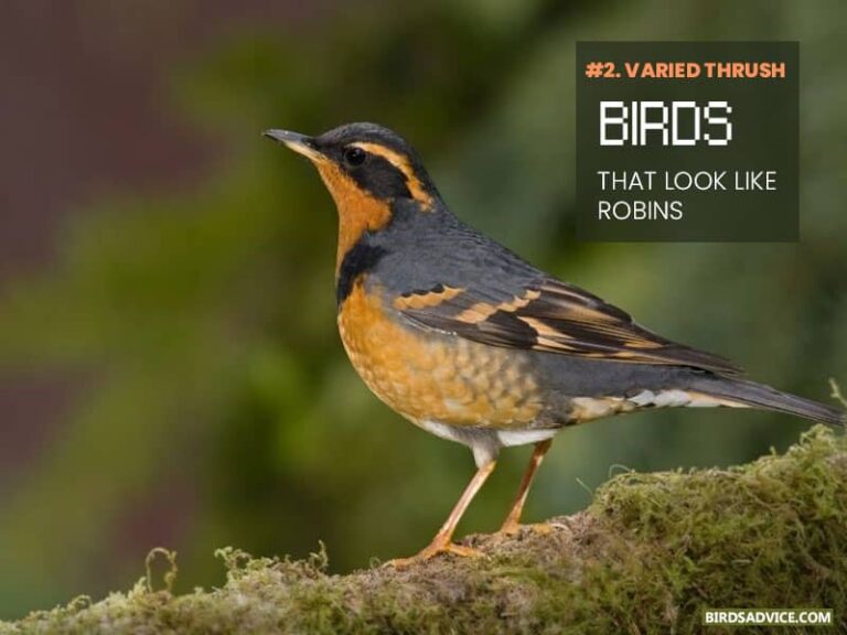5 Birds That Look Like Robins | Birds Advice