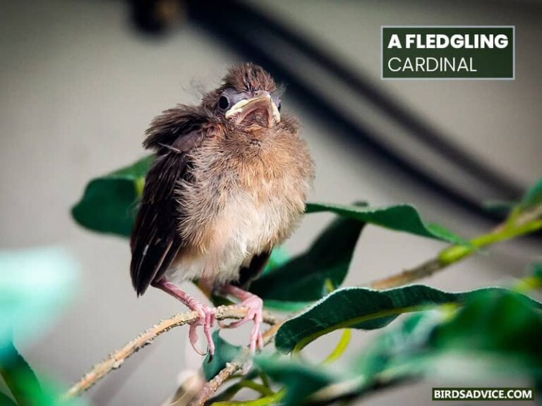 Are Cardinals Born Red? Color Phases Of Northern Cardinals