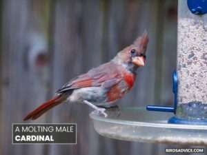 Are Cardinals Born Red? Color Phases Of Northern Cardinals