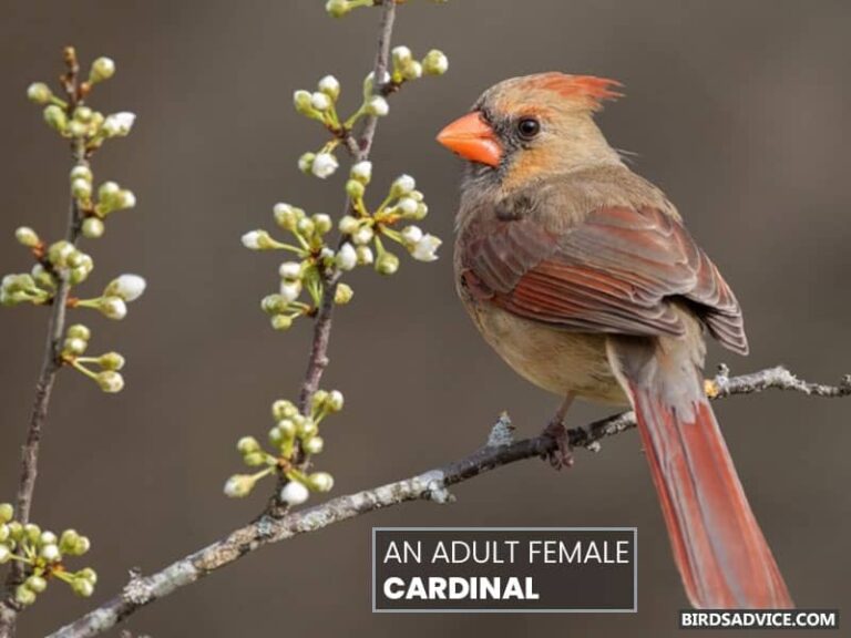 Are Cardinals Born Red Color Phases Of Northern Cardinals Are Cardinals Born Red Color Phases Of Northern Cardinals