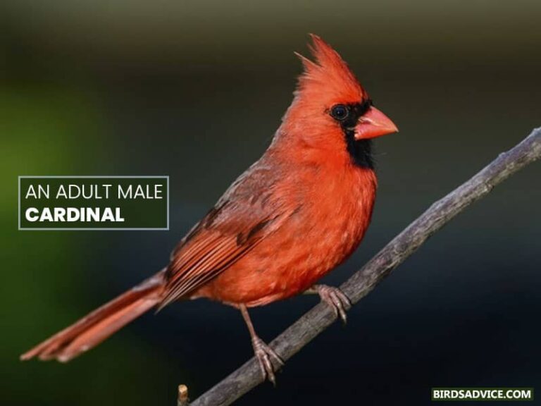 Are Cardinals Born Red? Color Phases Of Northern Cardinals