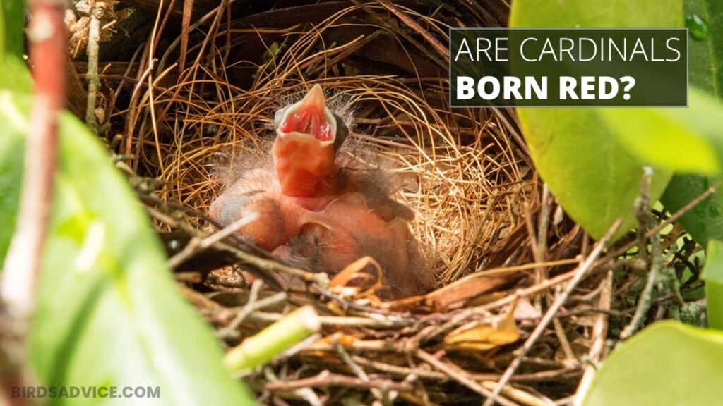 Are Cardinals Born Red? Color Phases Of Northern Cardinals
