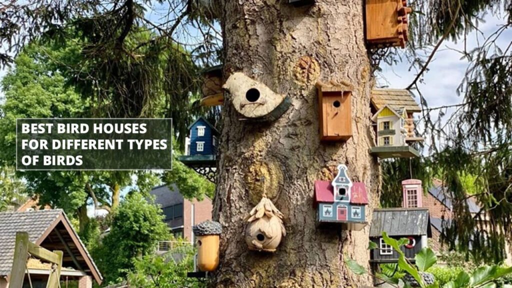 Best Bird Houses For Cardinal, Wren And More | Birds Advice